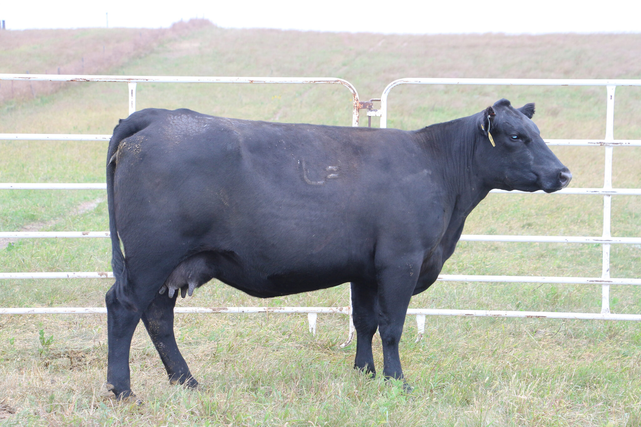 Angus Cows