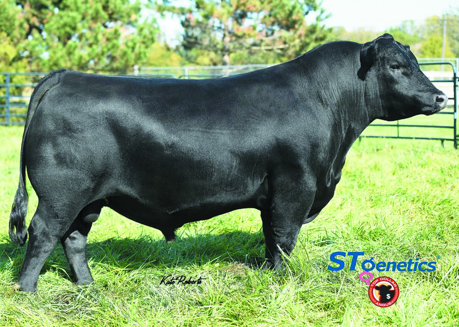 Angus Reference Sires